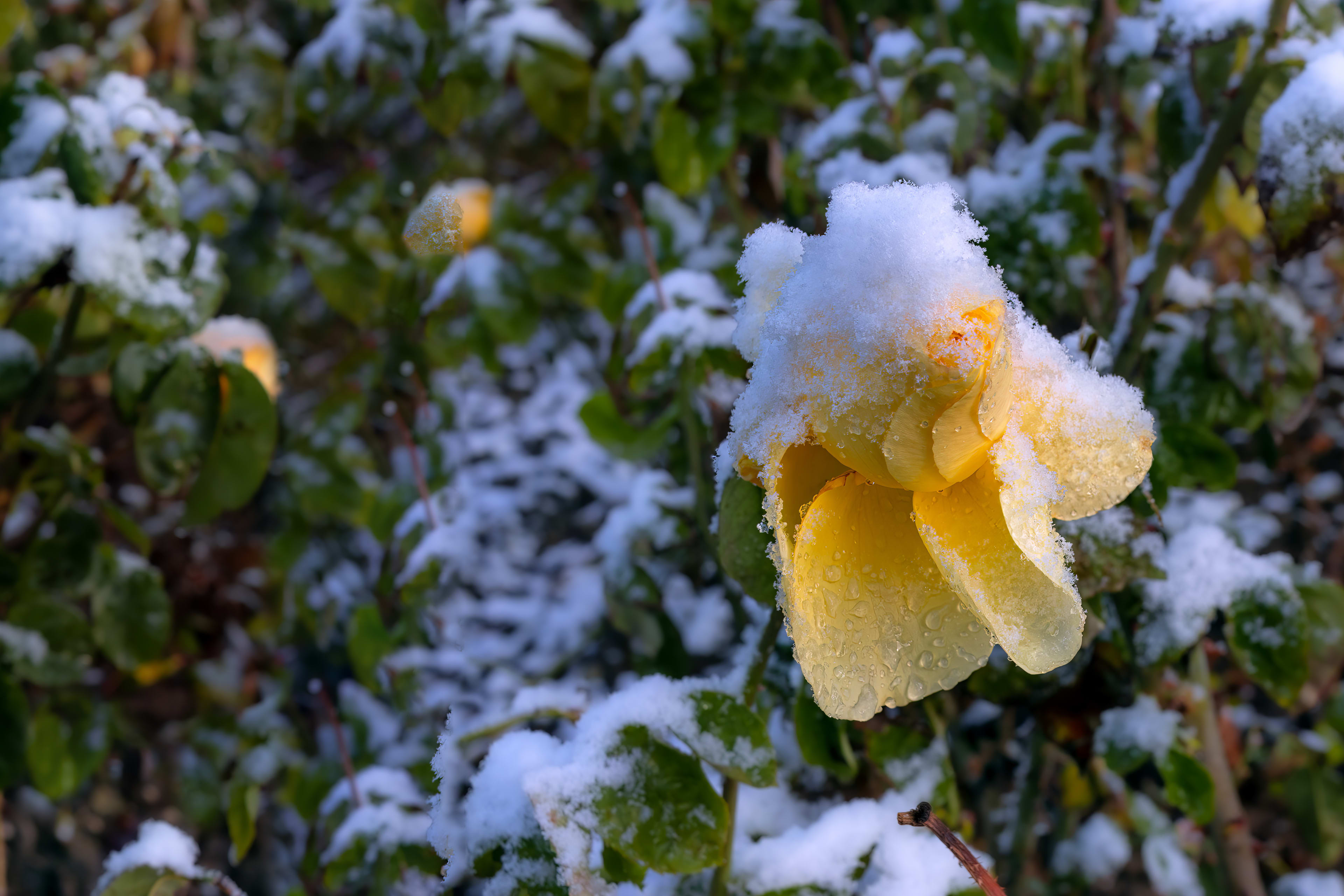 How to Winterize Rose Bushes - Dengarden