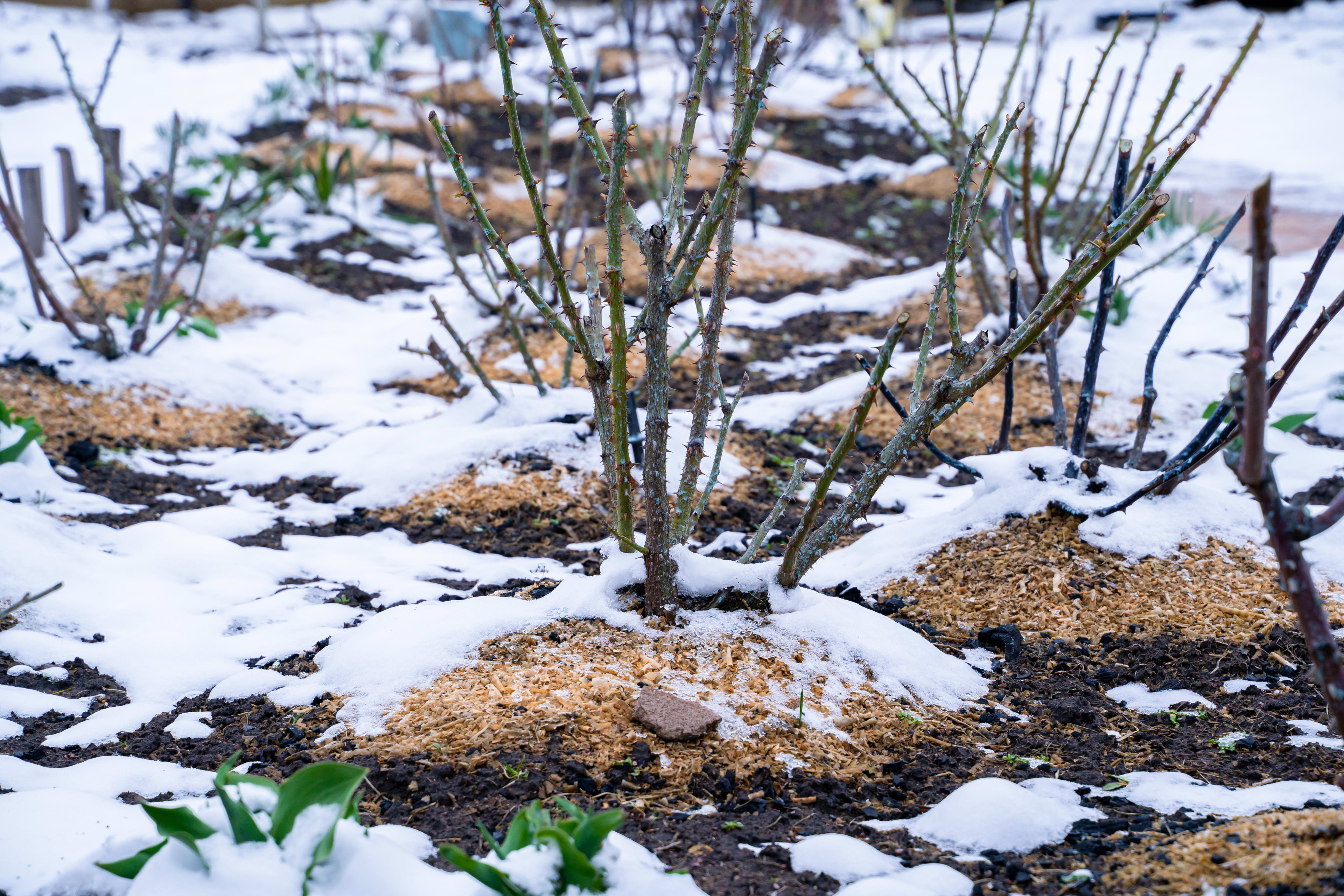 How to Winterize Rose Bushes - Dengarden