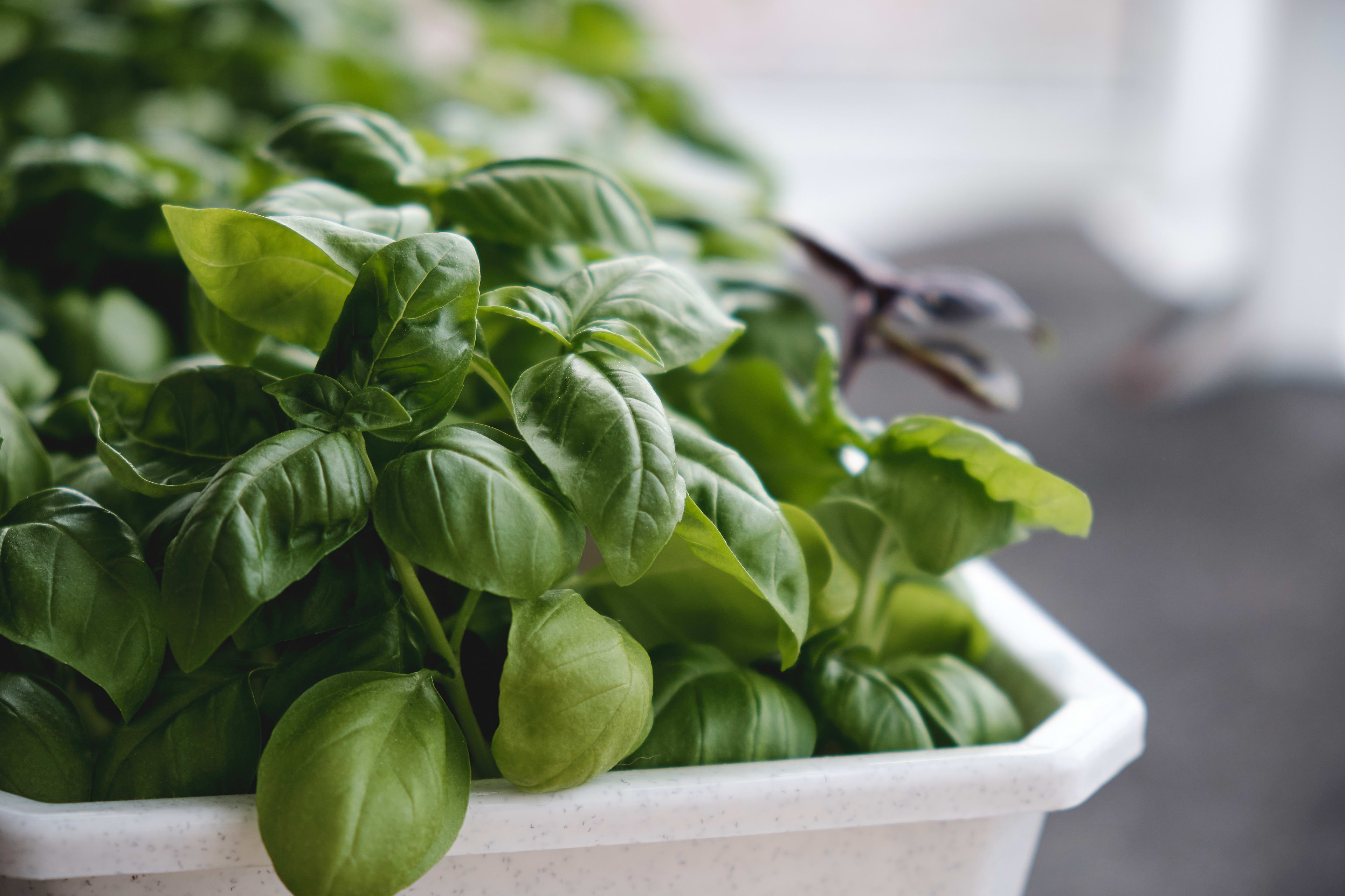 How to Grow Basil Indoors - Dengarden