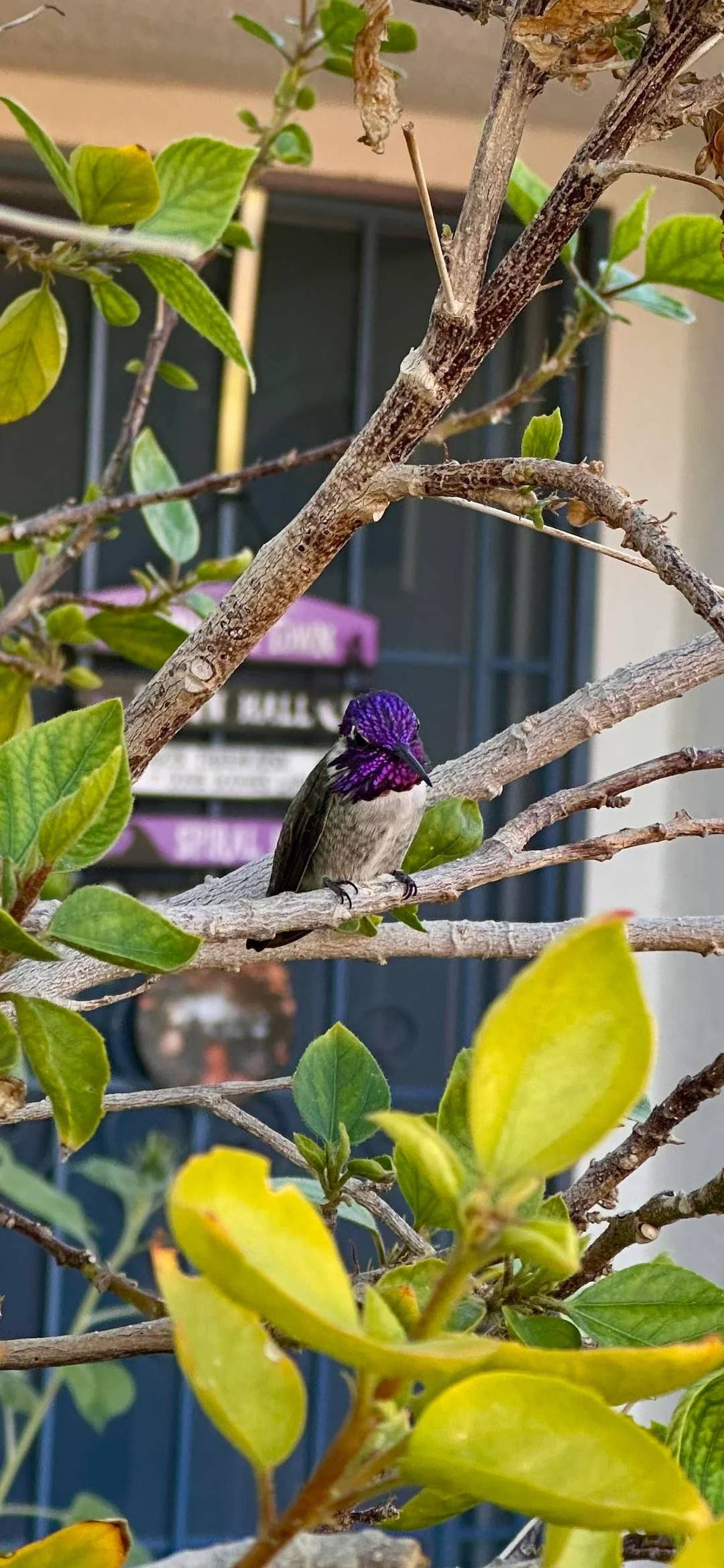 Rare Purple Hummingbird Spotted in Gardener's Backyard - Dengarden