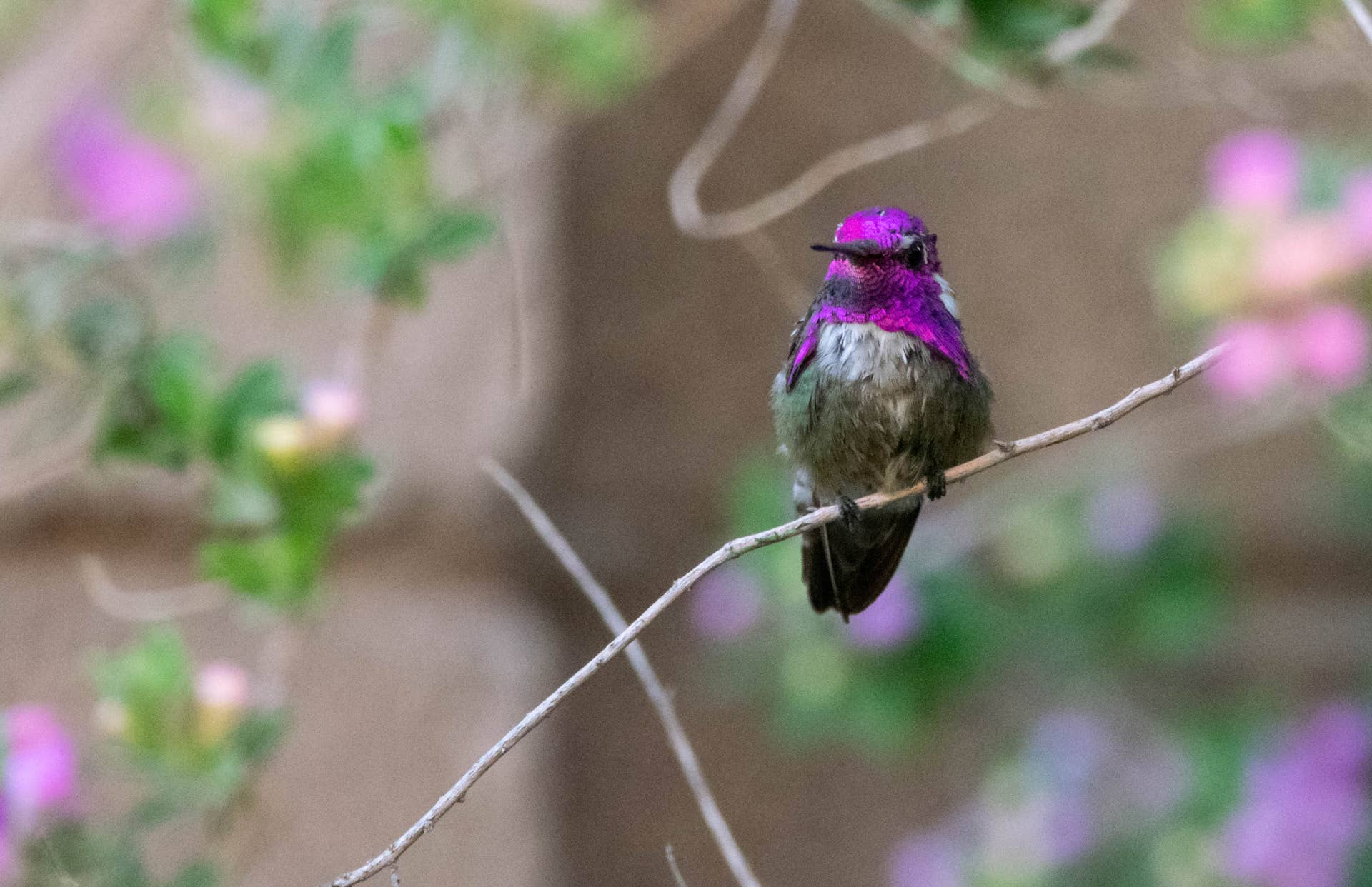 Rare Purple Hummingbird Spotted in Gardener's Backyard - Dengarden