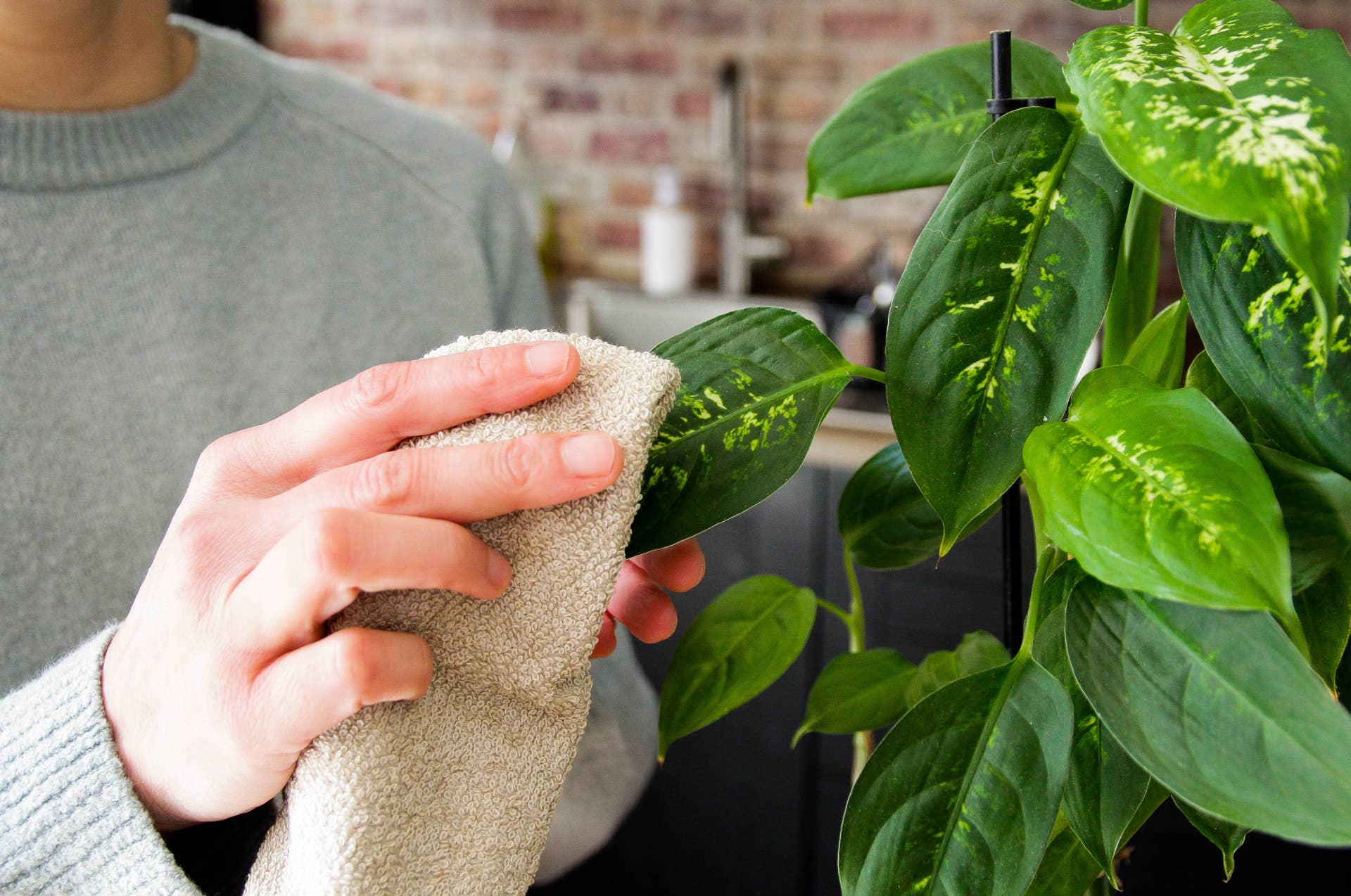 The Right Way to Clean Dust off Your Houseplants - Dengarden