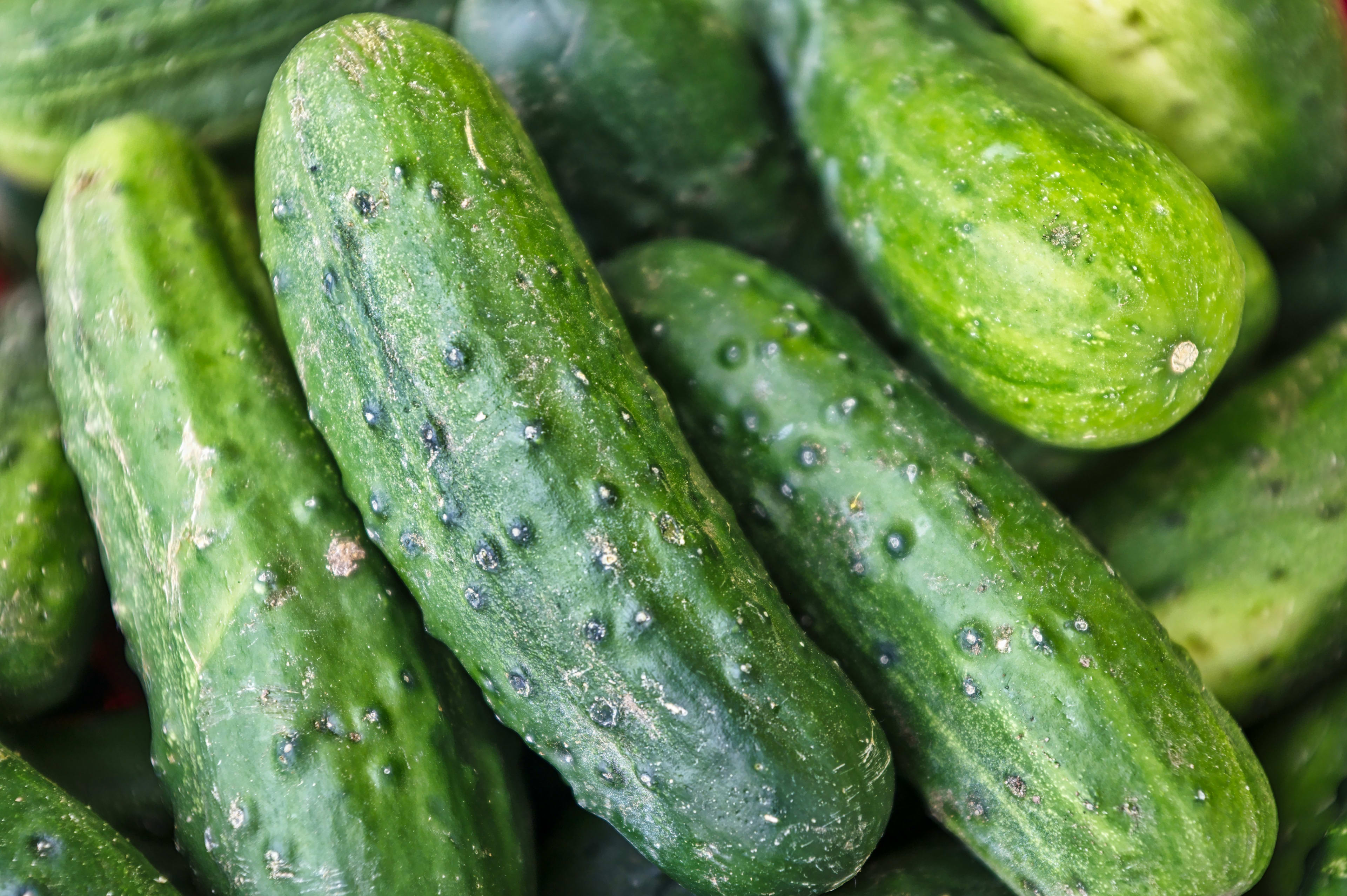 How to Grow Cucumber in Your Garden - Dengarden
