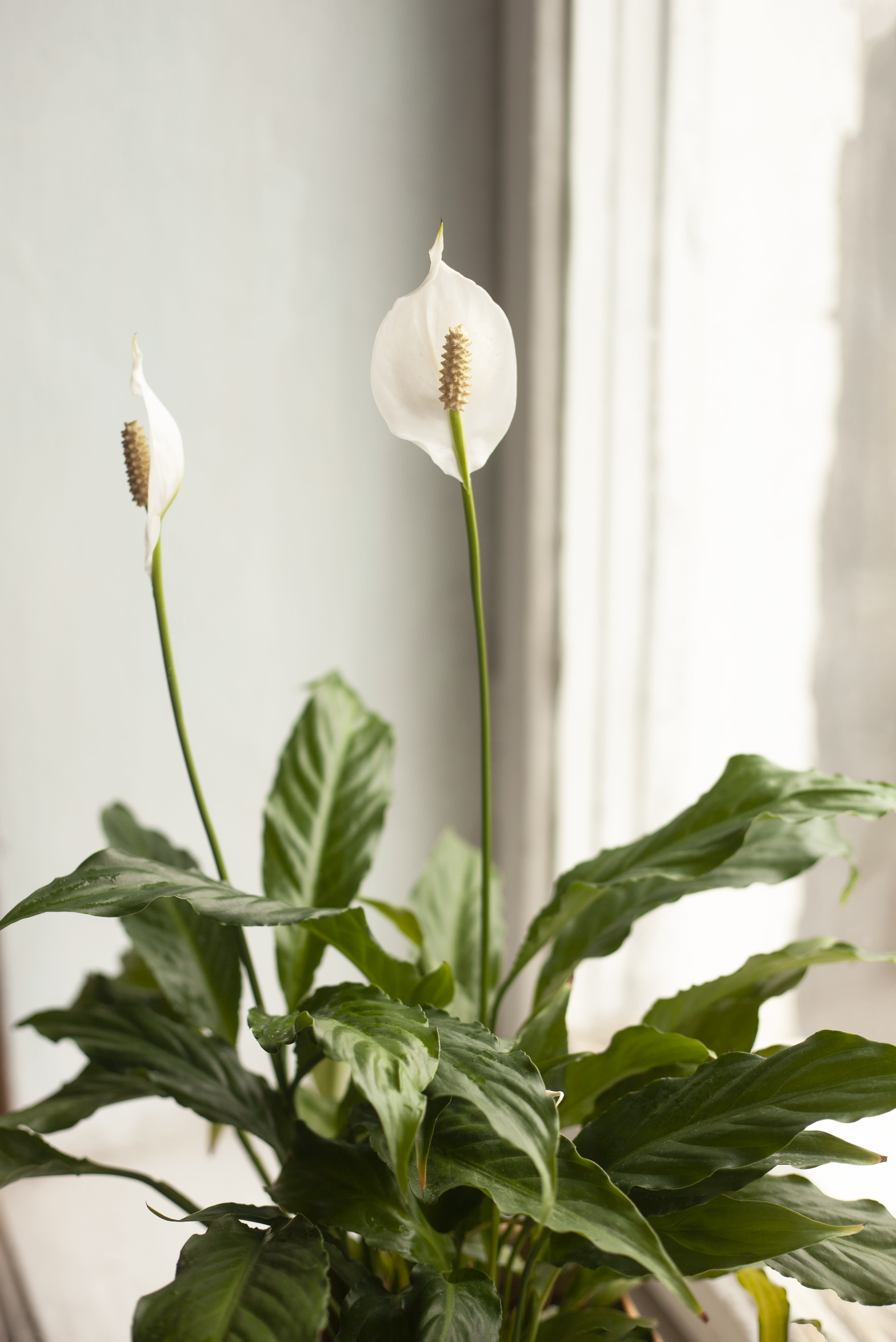 How to Water a Peace Lily - Dengarden