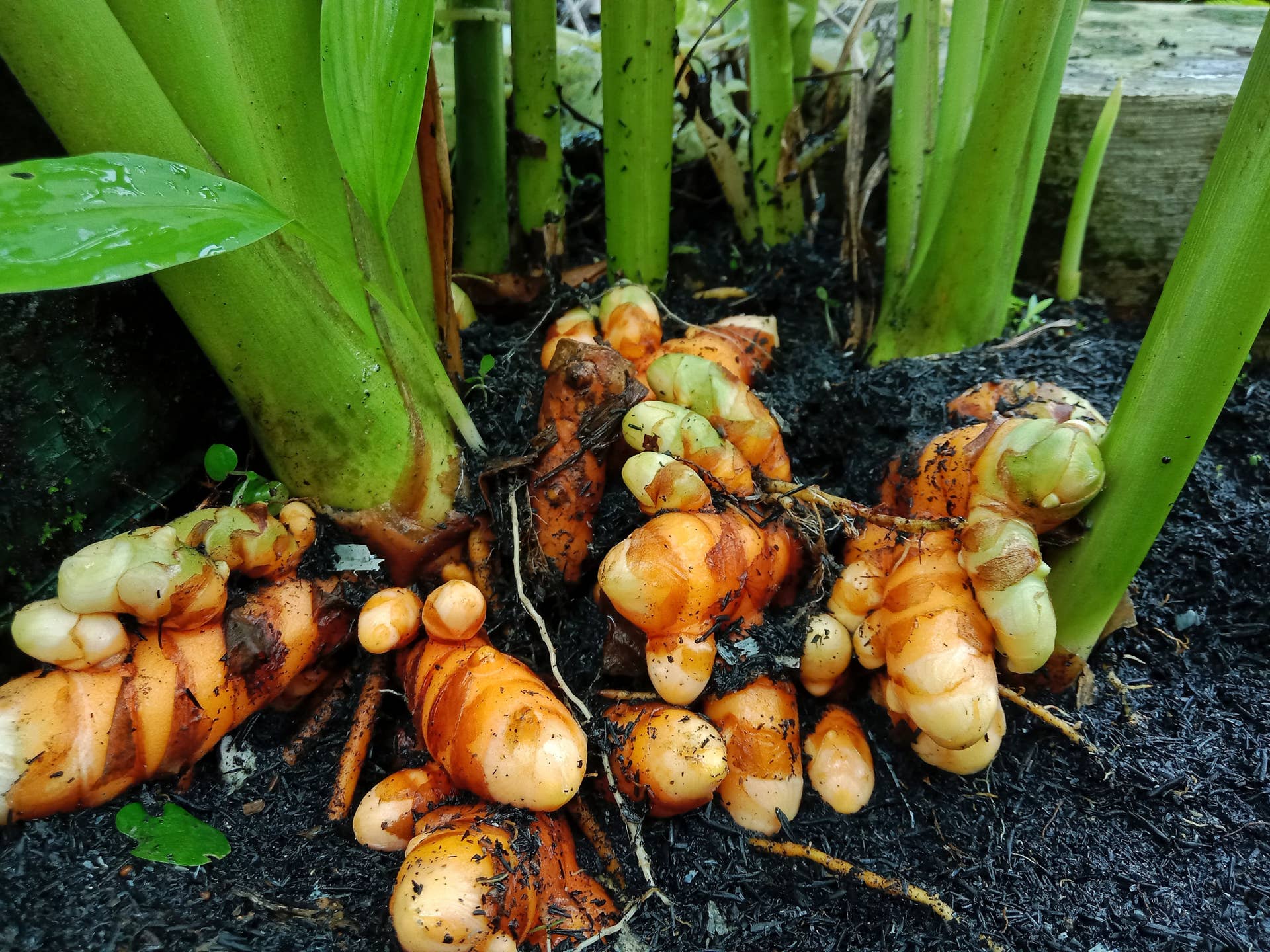 Grow Fresh Ginger & Turmeric at Home - Dengarden