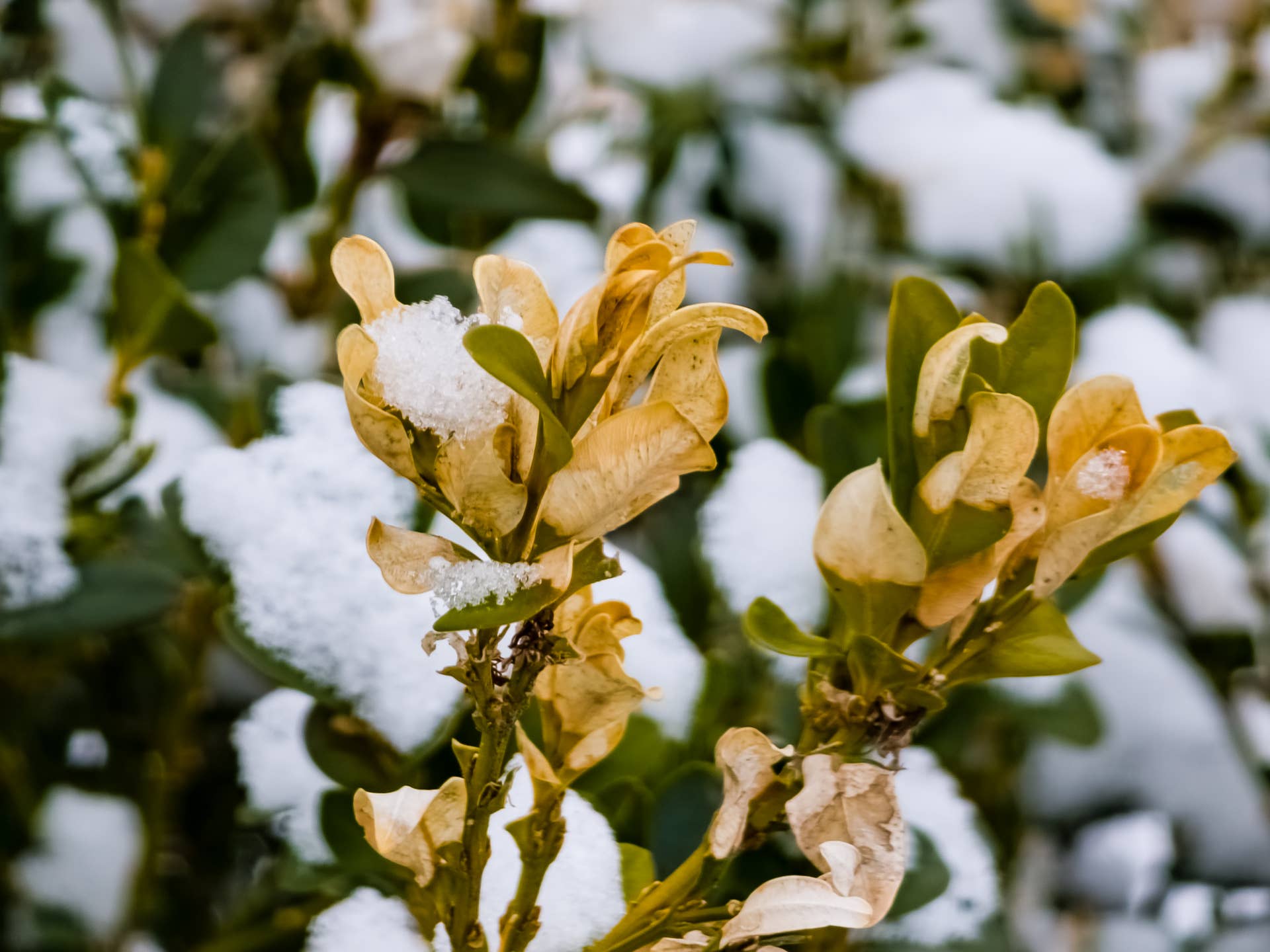 Why Boxwood Turns Brown at the End of Winter - Dengarden