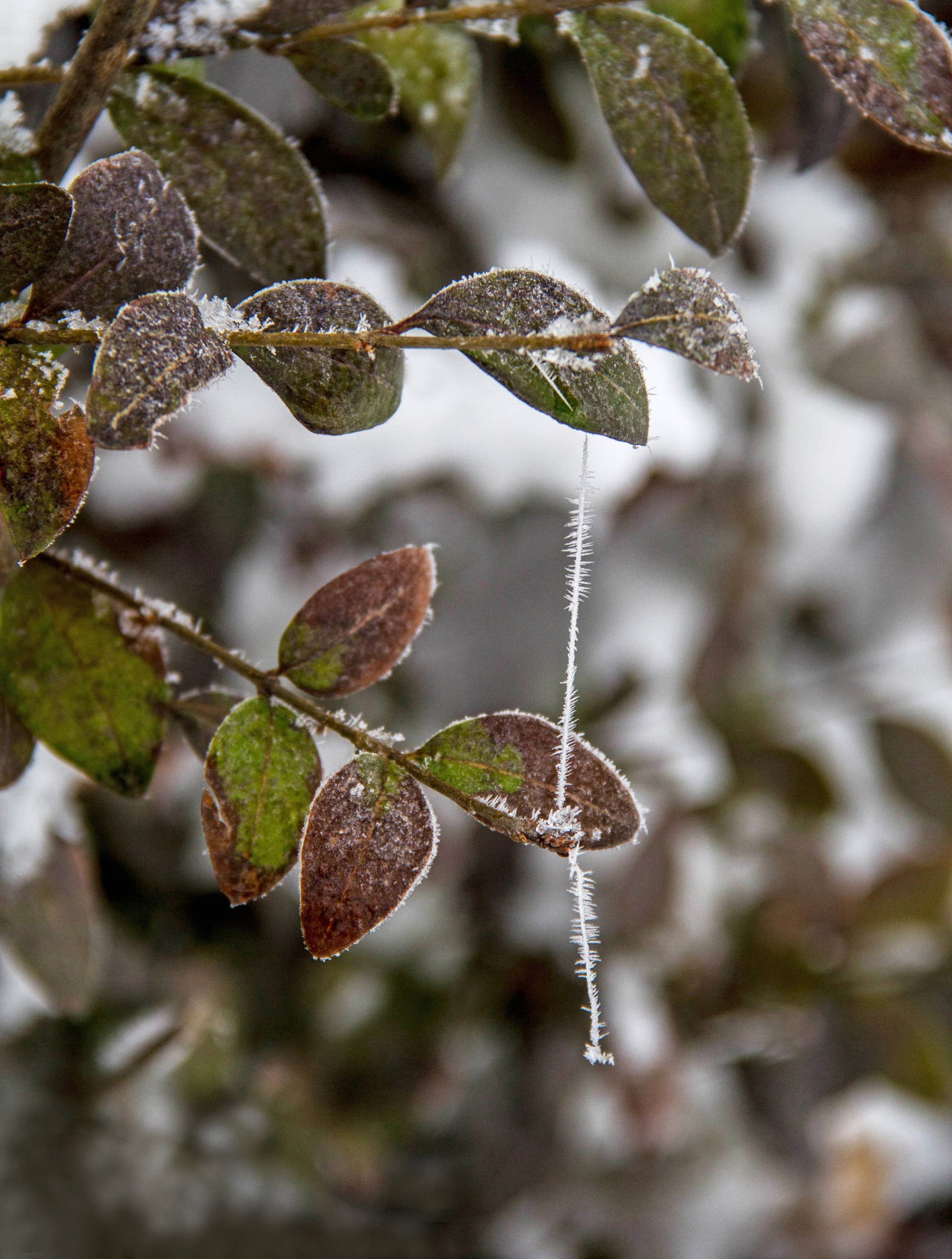 Why Boxwood Turns Brown at the End of Winter - Dengarden