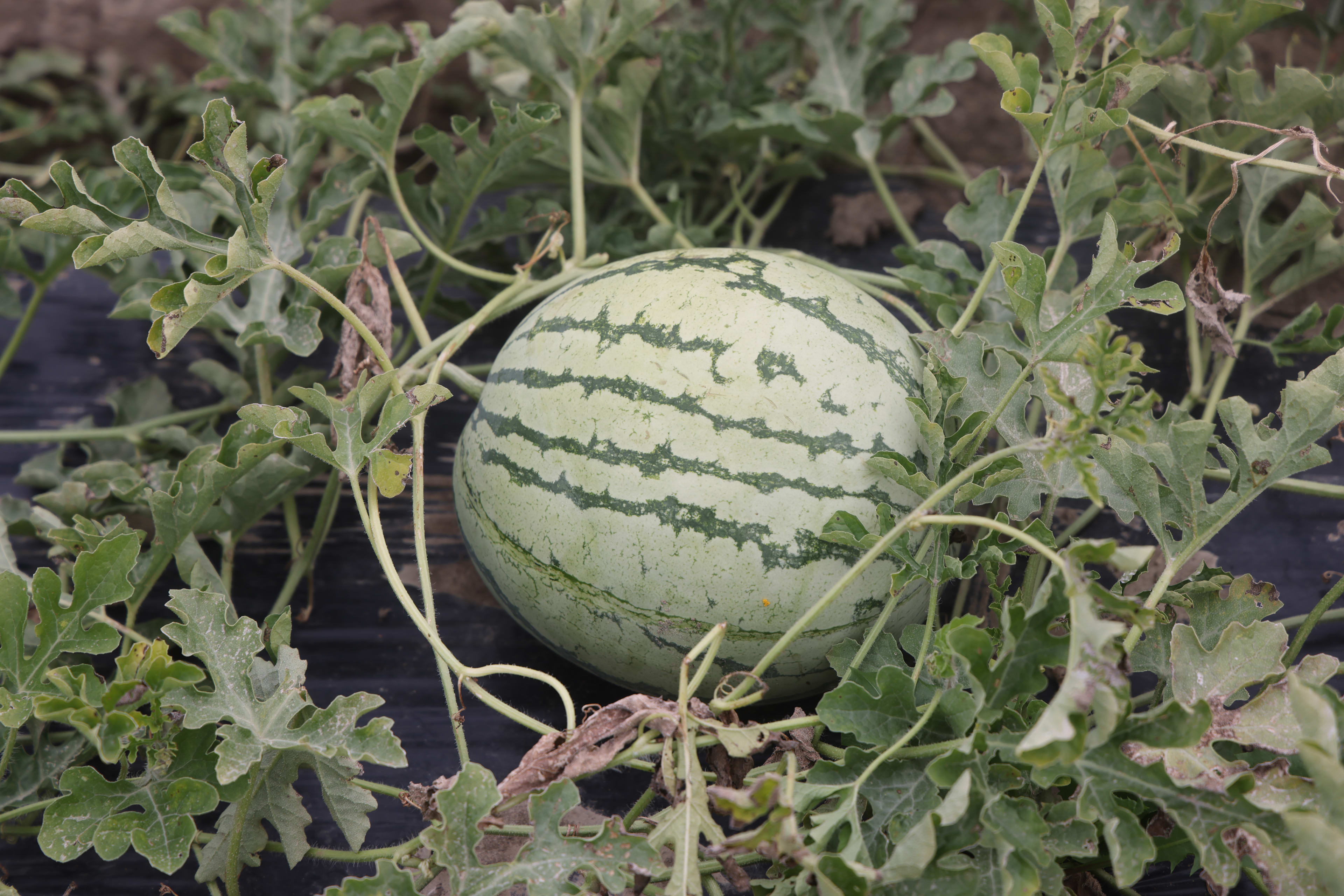 What Is Crop Rotation and What Can It Do for Your Garden? - Dengarden