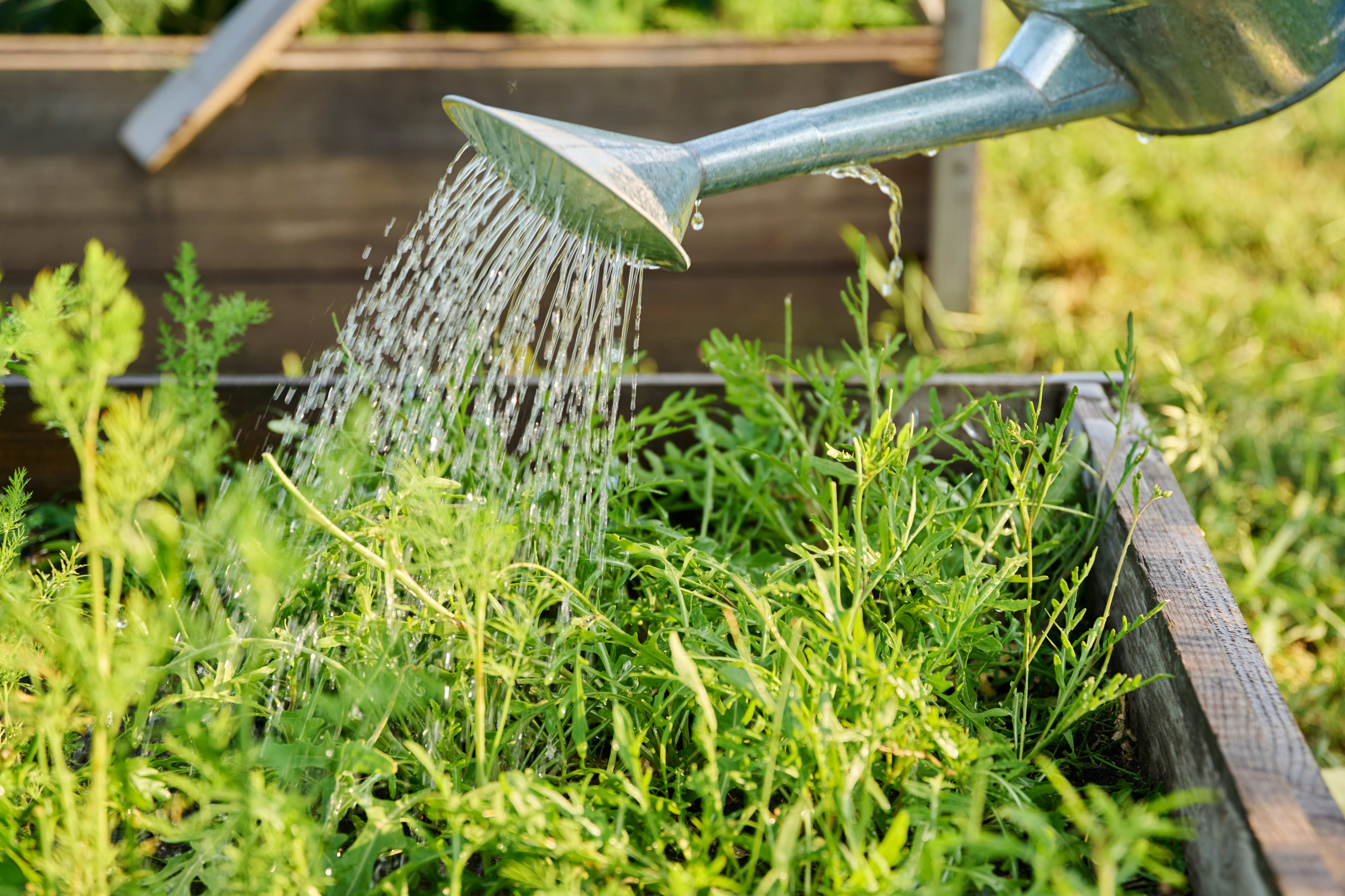 What Is Crop Rotation and What Can It Do for Your Garden? - Dengarden