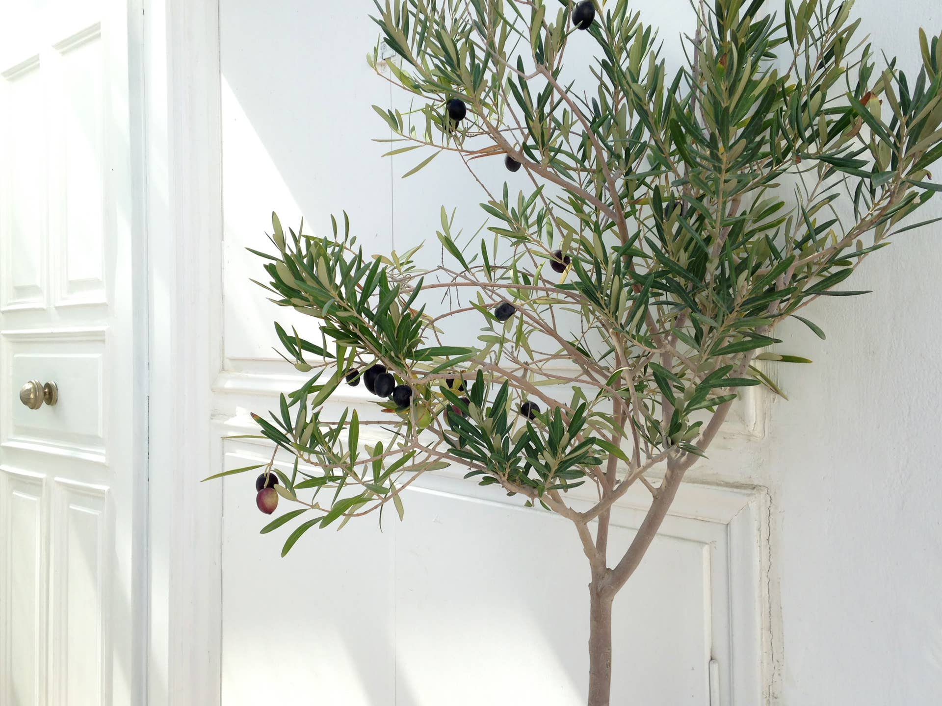 The Fruit Trees You Can Grow Indoors, According to Horticulturists ...
