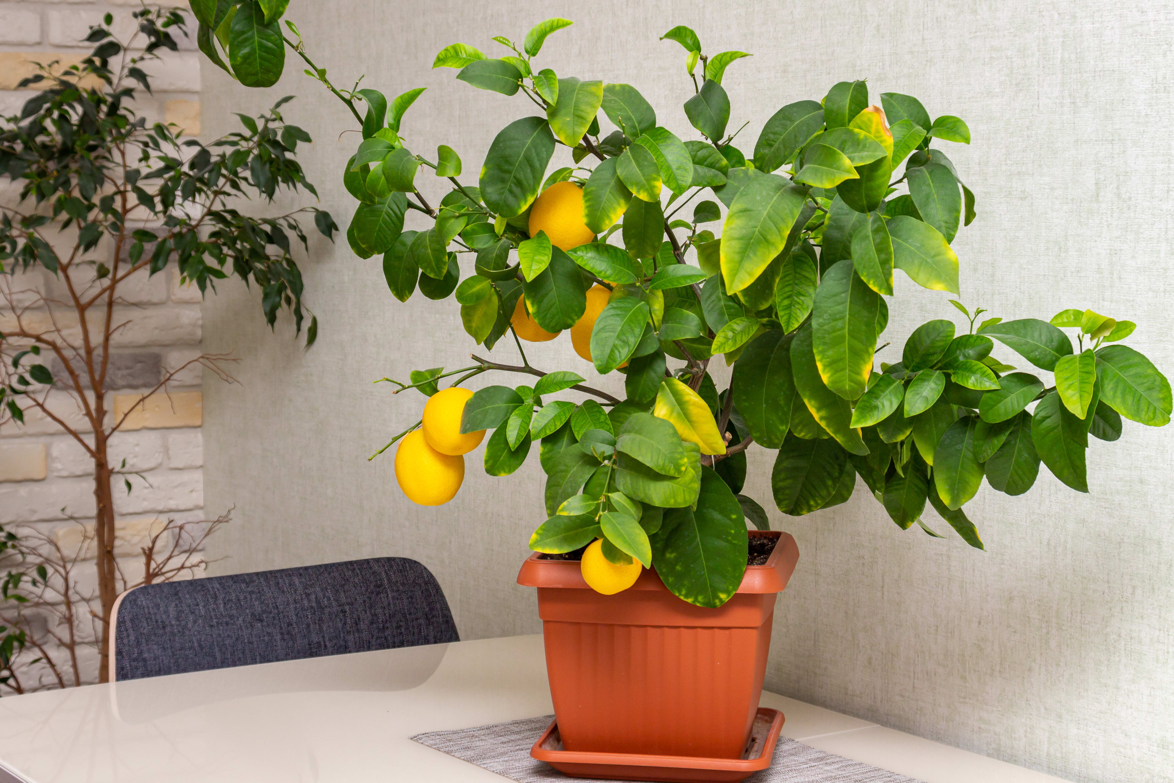 types of indoor lemon trees