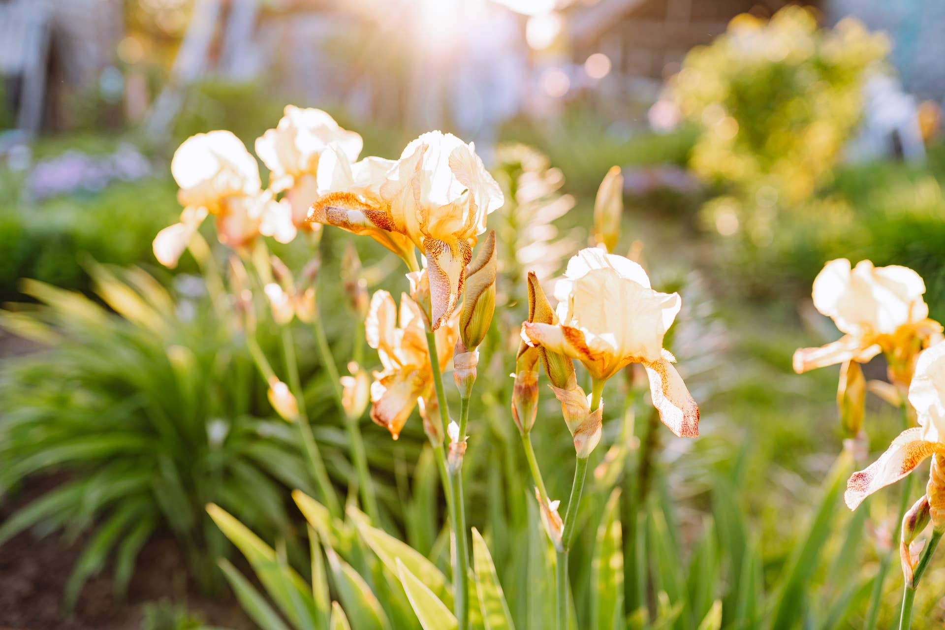 How to Grow and Care for Irises, According to Gardening Experts - Dengarden