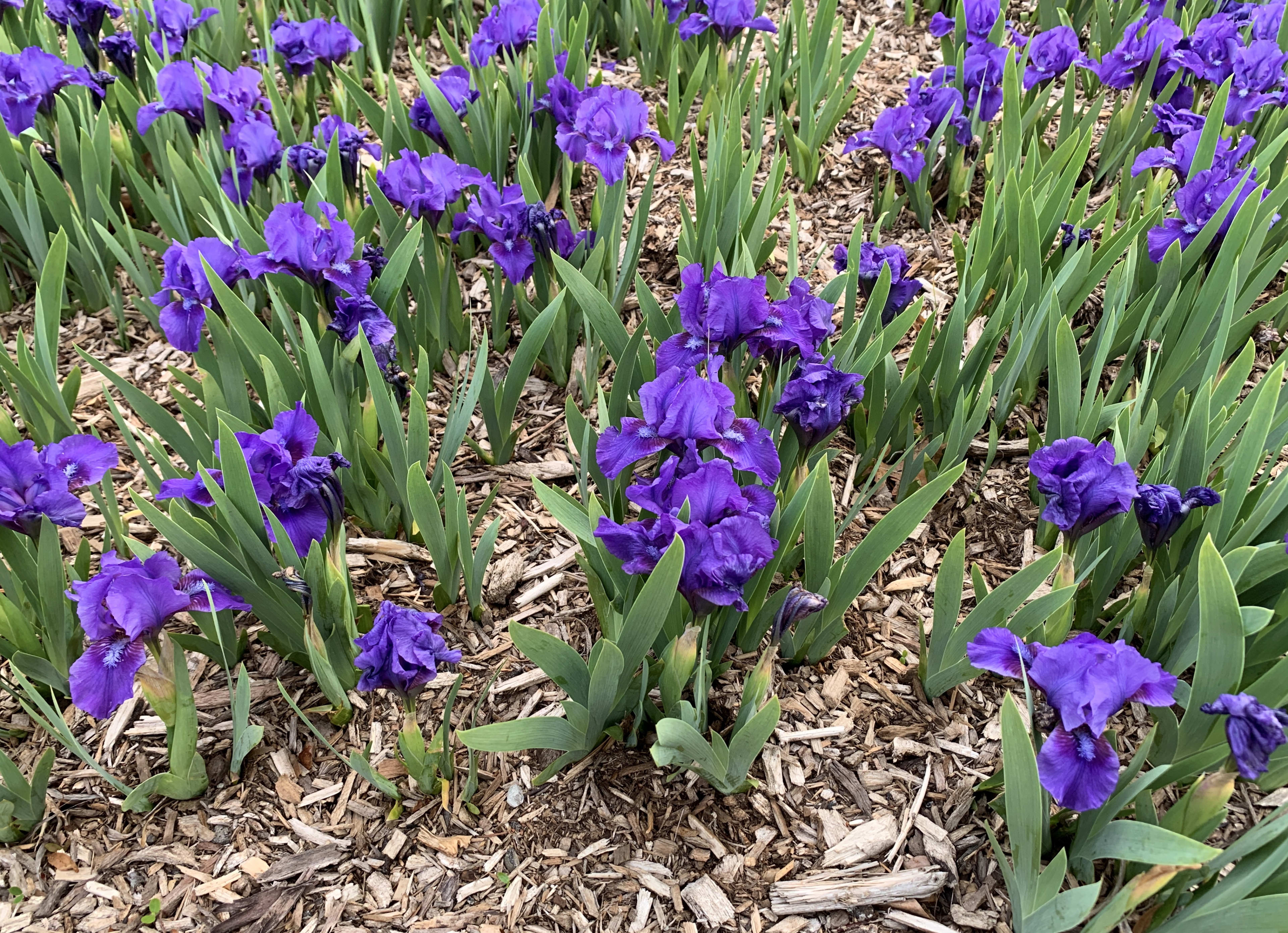 How to Grow and Care for Irises, According to Gardening Experts - Dengarden