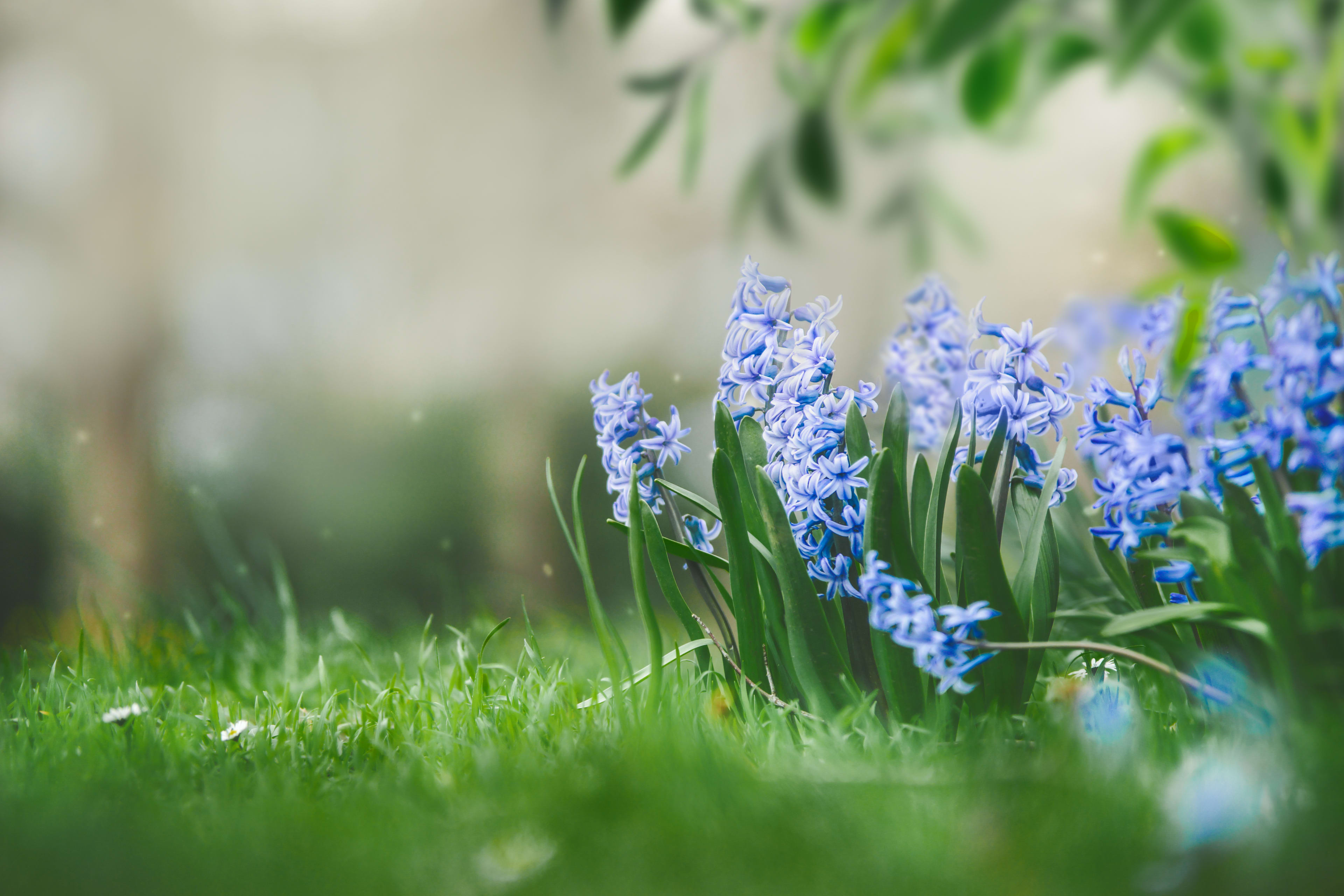 How to Grow and Care for Hyacinths, According to Gardening Experts ...