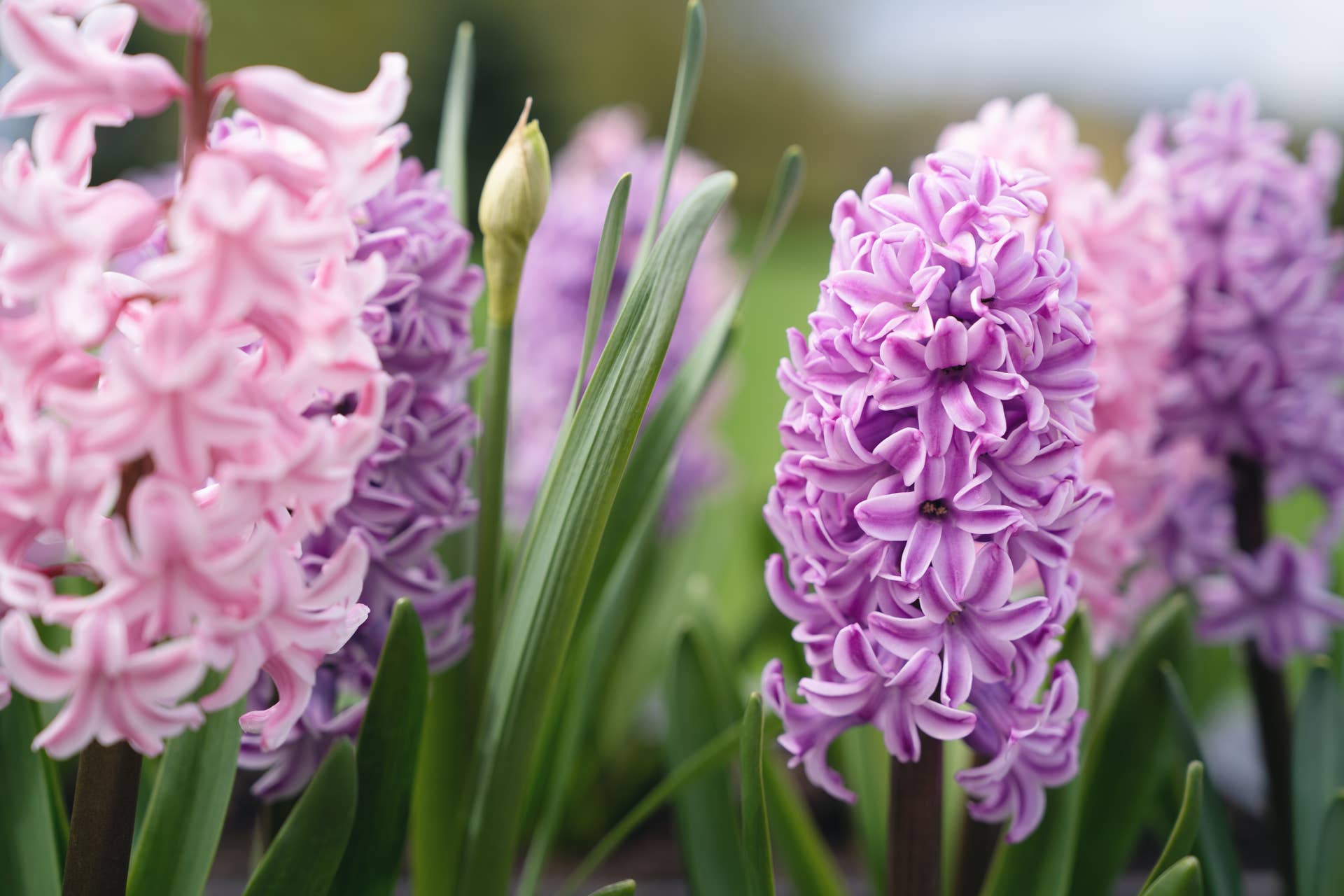 How to Grow and Care for Hyacinths, According to Gardening Experts ...